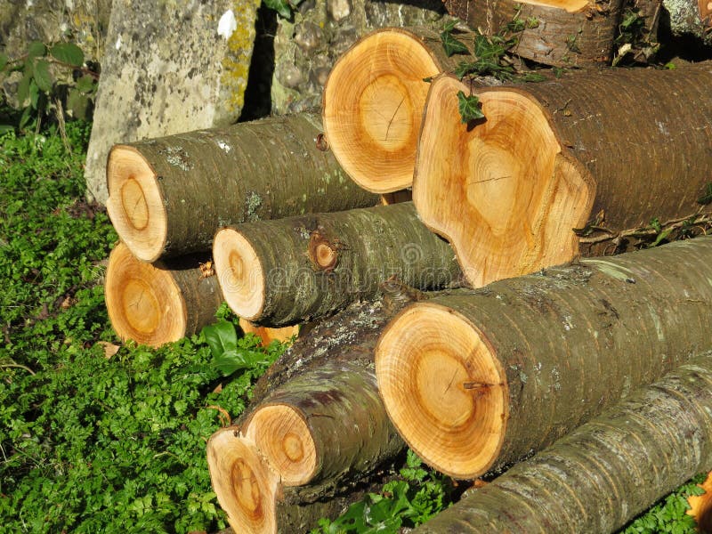 Chopped Wood stock image. Image of tree, logs, wood, grain - 51079909