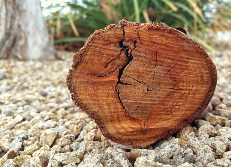 Chopped wooden log stock image. Image of renewable, natural - 118960225