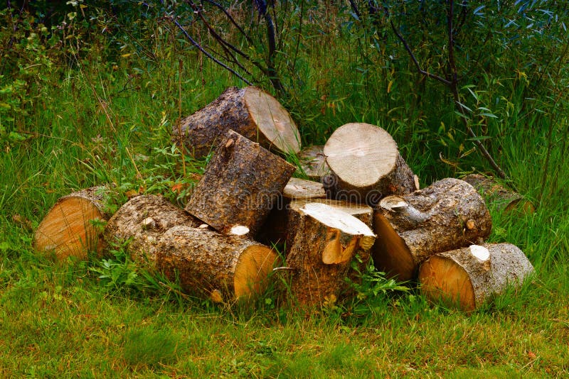 Chopped woods stock image. Image of woods, forest, fire - 100308061