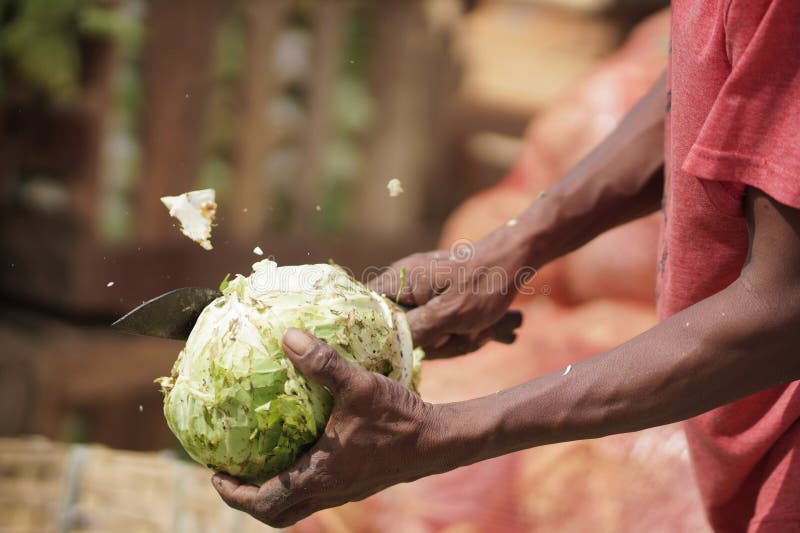 Outermost Leaves Stock Photos - Free & Royalty-Free Stock Photos from ...