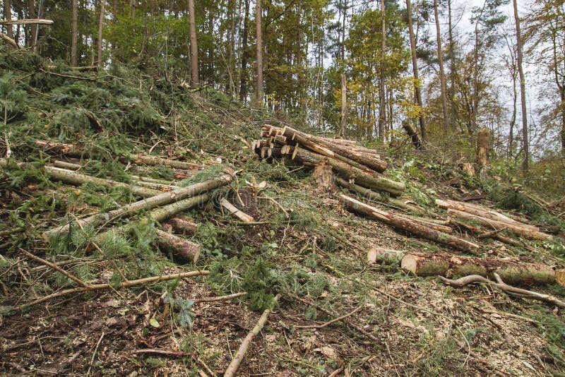 Chopping Down Trees in the Forest Stock Photo - Image of logging ...