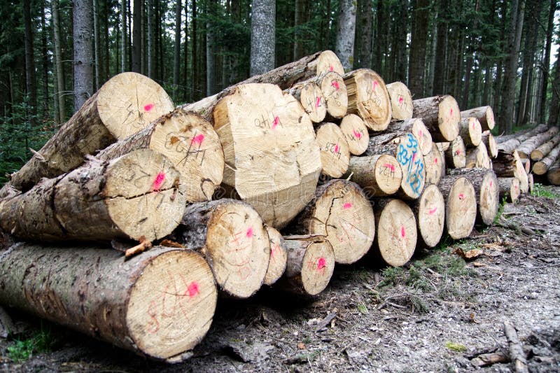 Chopping and Stacking Wood in the Forest Stock Image - Image of lumber ...