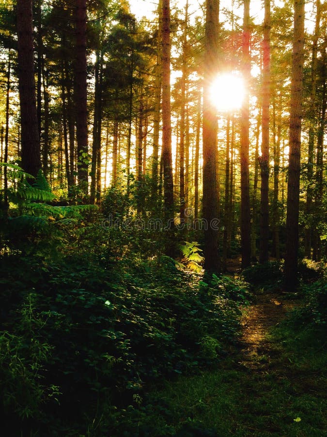 Chopwell Wood, Gateshead, England Stock Photo - Image of chopwell, wood ...