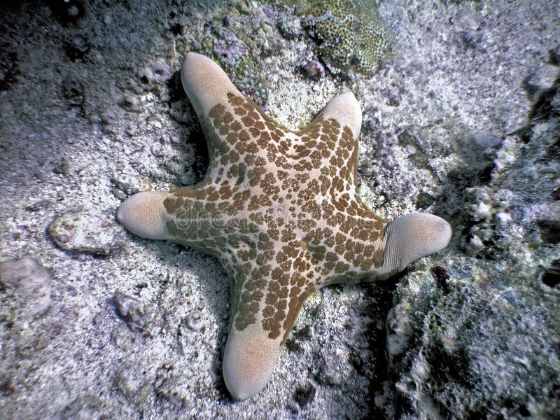 Choriaster Granulatus Starfish Stock Image - Image of underwater, tour ...