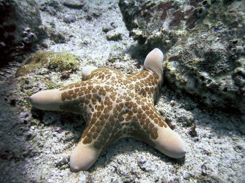 Choriaster Granulatus Starfish Stock Image - Image of underwater, tour ...