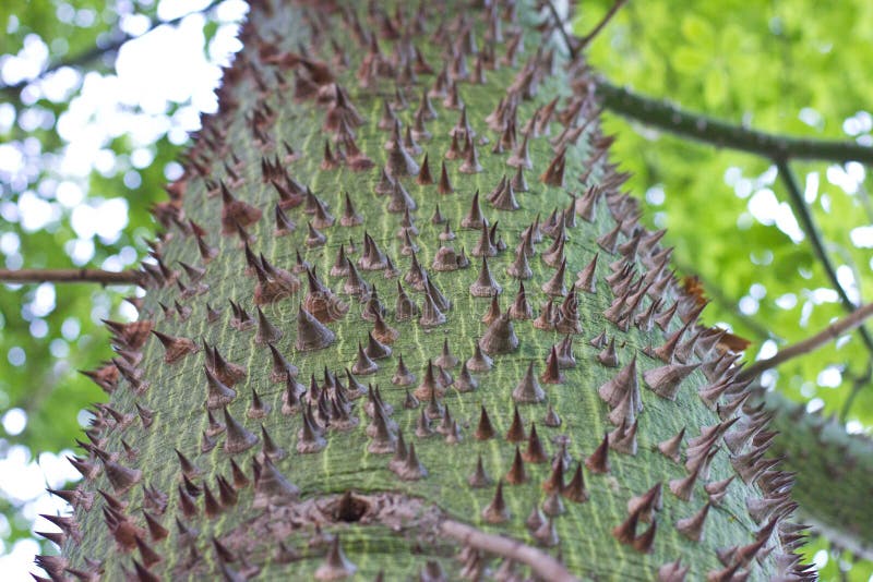Chorisia Speciosa, Green Tree in Antalya Stock Photo - Image of nature ...