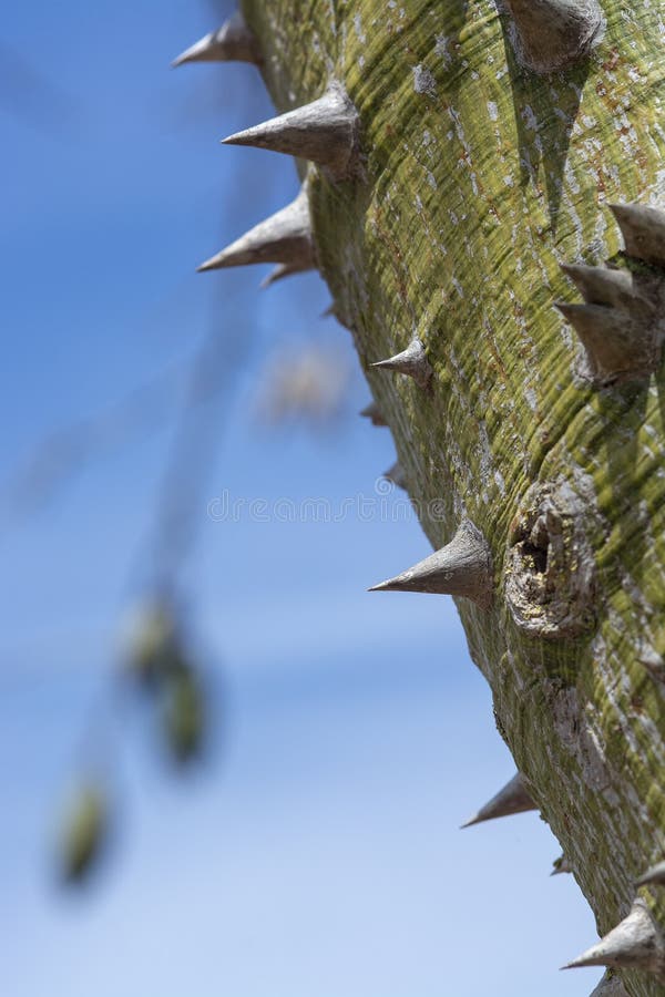Chorisia Tree Trunk with Sharp Thorns Stock Image - Image of thorn ...
