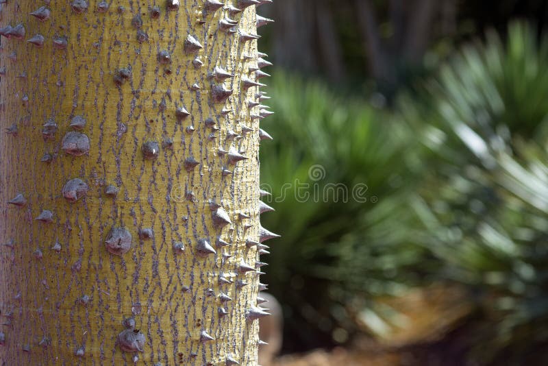 Chorisia Tree Trunk with Sharp Thorns Stock Photo - Image of spikes ...