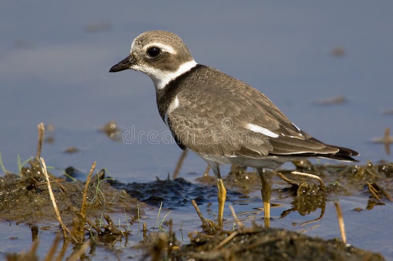 Chorlito foto de archivo. Imagen de lago, fauna, travieso - 7175102