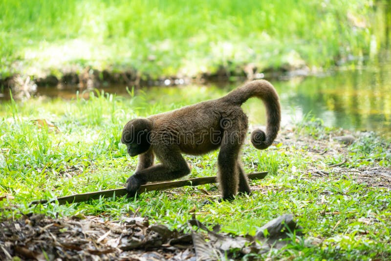 Chorongo Monkey, Amazonia, Ecuador Stock Image - Image of green ...