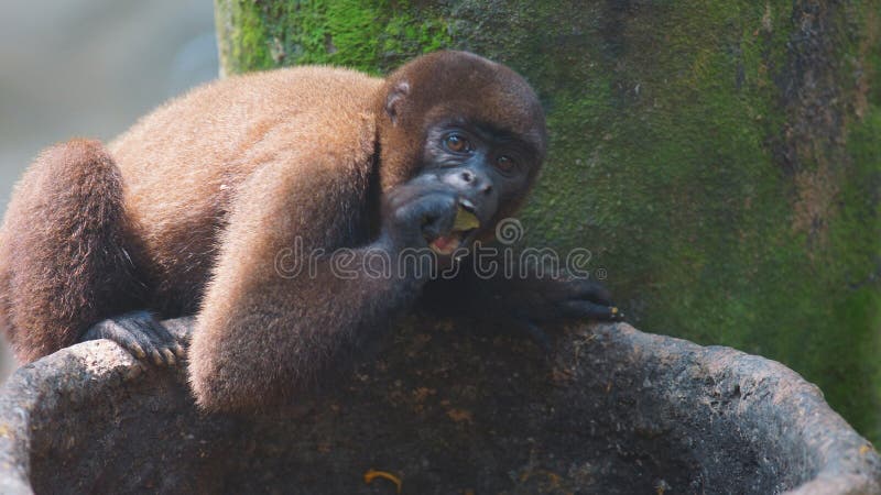 Chorongo Monkey Eating Fruit. Common Names: Woolly Monkey, Chorongo ...