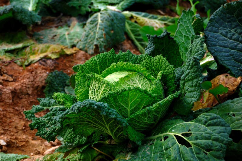 Chou photo stock. Image du jardin, chou, centrale, nourriture - 12961860