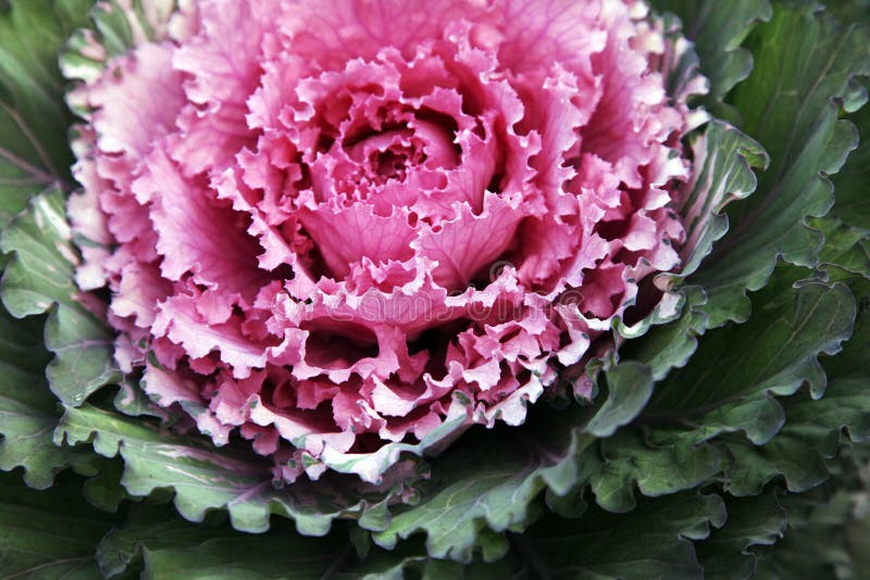 Chou fleuri photo stock. Image du agriculture, nature - 35050006