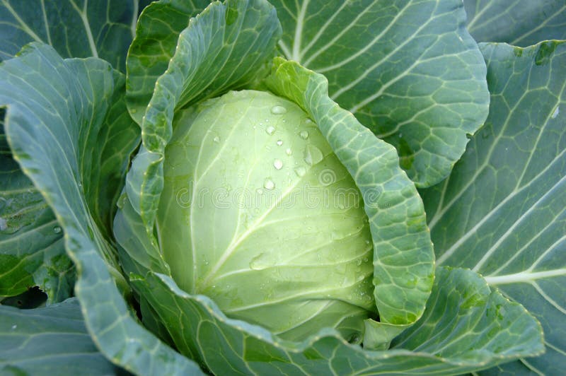 Chou Commun Sur Un Fond Blanc Photo stock - Image du salade, régime ...