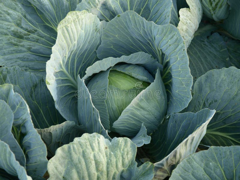 Chou photo stock. Image du mangez, vitamine, humide, santé - 27912480