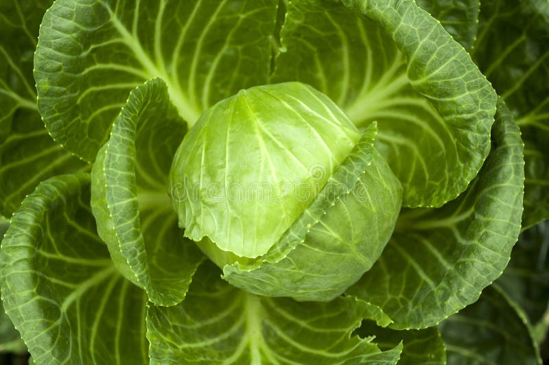 Chou commun image stock. Image du saison, odeur, botanique - 30102171