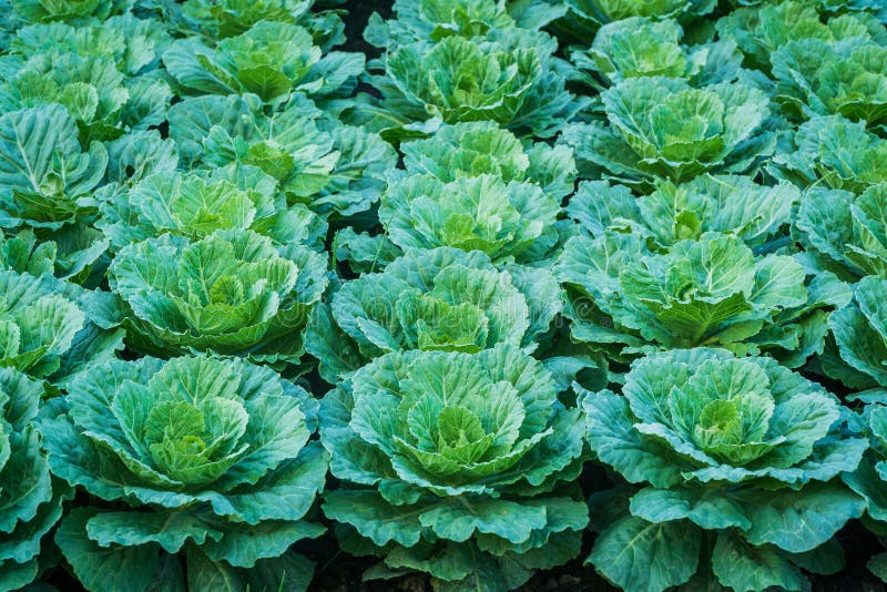 Chou Commun Dans Le Potager Image stock - Image du vert, tête: 63824253