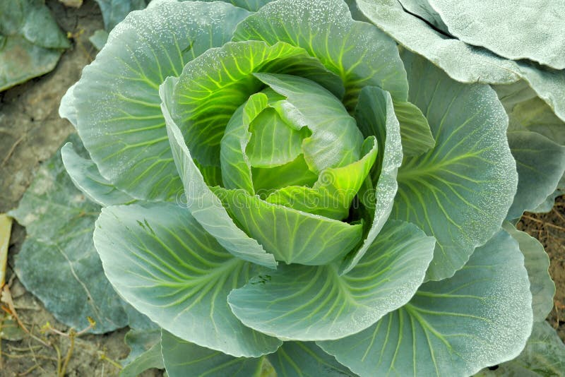 Chou commun, frais photo stock. Image du santé, jardin - 82530808