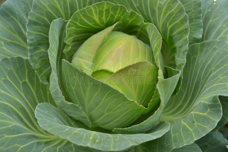 Chou commun, frais photo stock. Image du chou, vivacité - 82530808