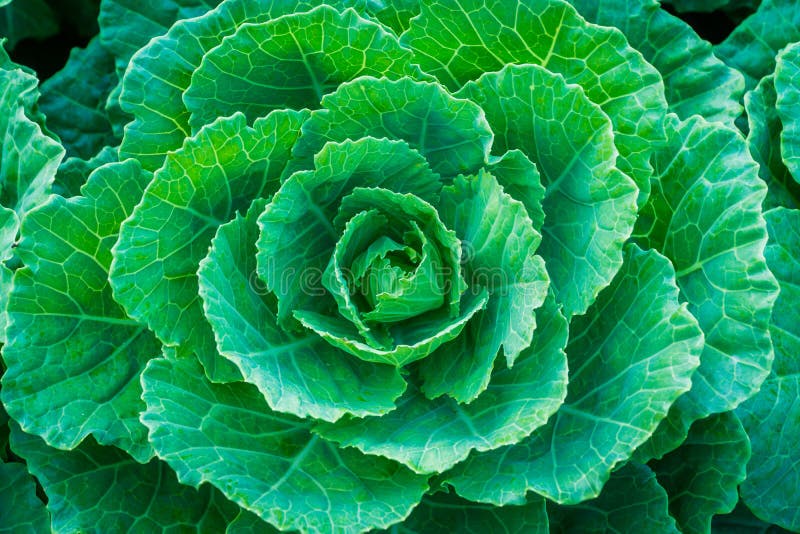 Chou Commun Dans Le Potager Image stock - Image du vert, tête: 63824253