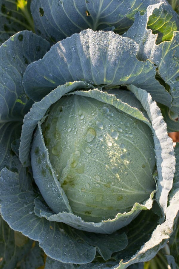 Chou commun portugais photo stock. Image du baisses - 105961504