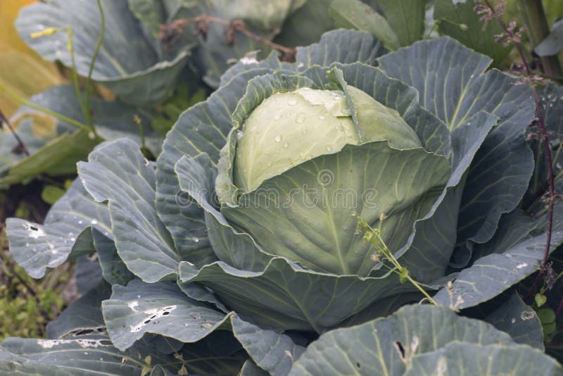 Chou commun portugais photo stock. Image du baisses - 105961504