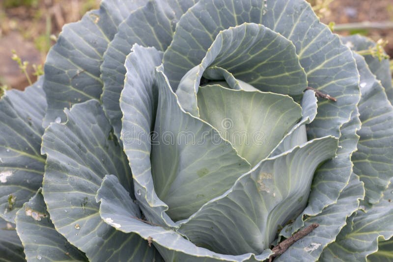 Chou commun portugais photo stock. Image du baisses - 105961504