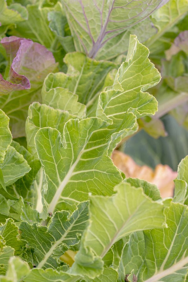 Chou commun portugais photo stock. Image du baisses - 105961504