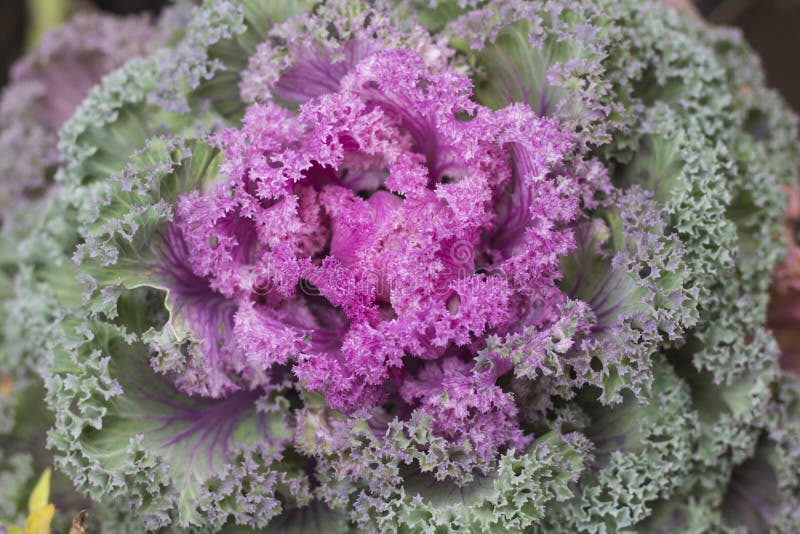 Chou-fleur Décoratif - Décoration Dans Le Jardin D'été Image stock ...