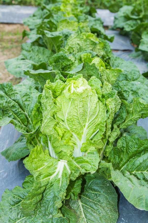 Chou De Napa Ou Chou De Chine. Photo stock - Image du centrale, repas ...
