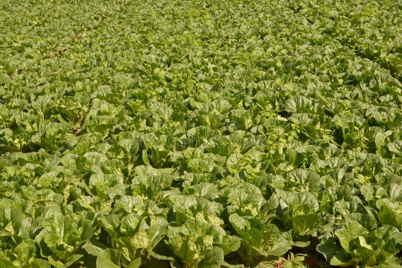 Chou Nappa Frais Ou Chou Chinois Brassica Pekinensis Image stock ...