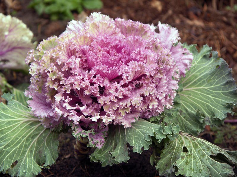 Beau chou-fleur décoratif image stock. Image du rural - 49812313