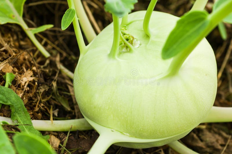 Chou-rave image stock. Image du manger, jardin, fruits - 28549443