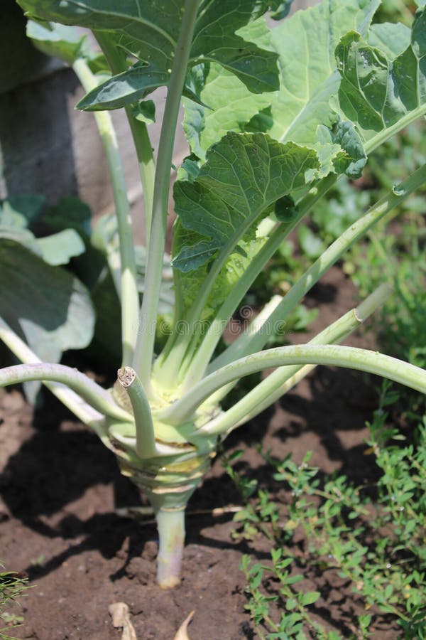 Chou-rave dans le jardin image stock. Image du agriculture - 96080763