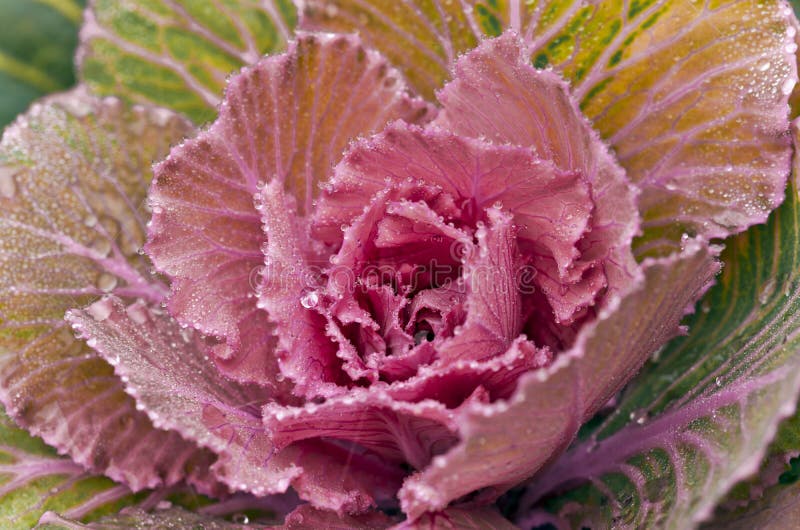 Tête Du Chou Ornemental Blanc Photo stock - Image du pourpré, faune ...