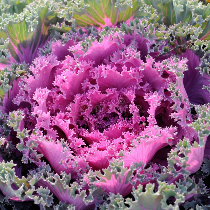 Chou rose image stock. Image du décoration, fleur, japonais - 63304367