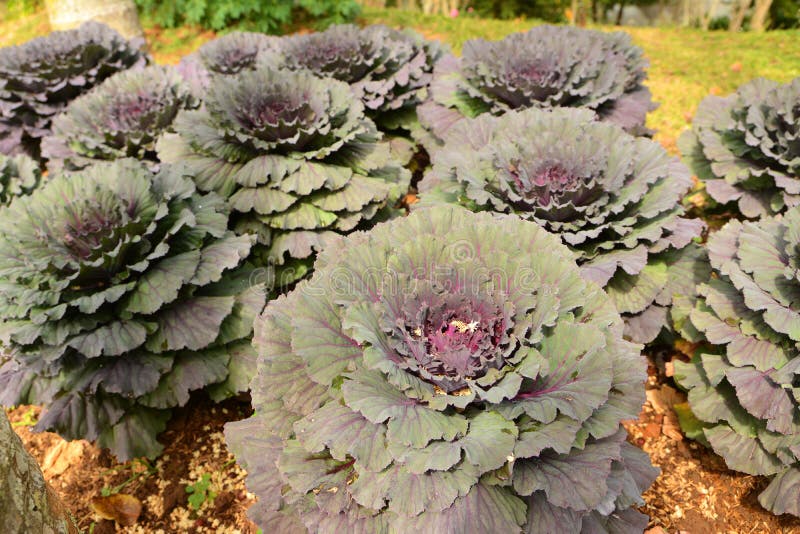 Chou rouge photo stock. Image du pomme, mangez, coupure - 49368712