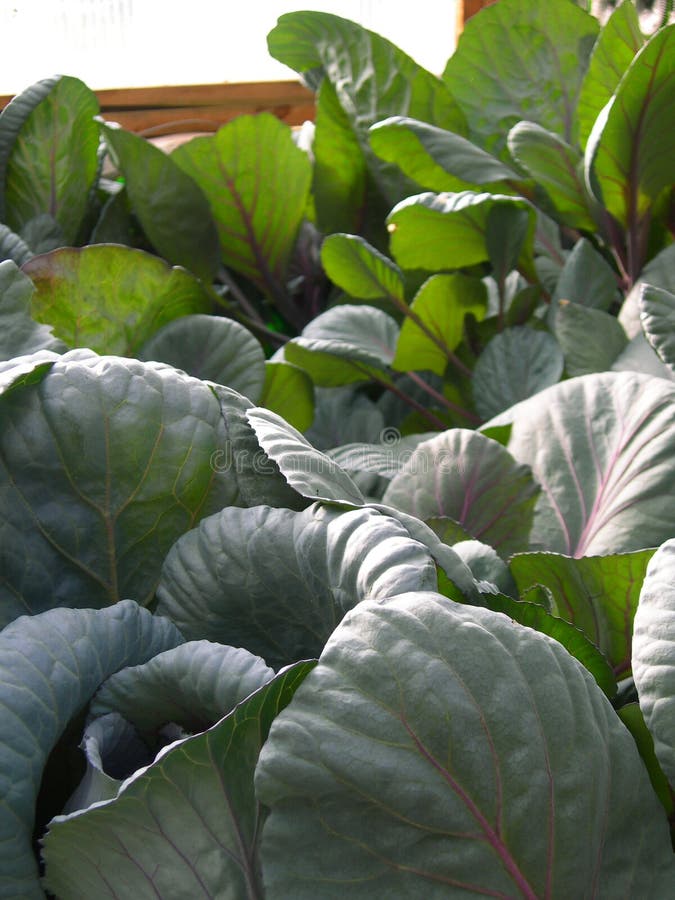 Plantes de chou rouge photo stock. Image du agriculture - 25296272