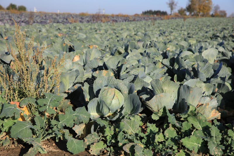 Plantation de chou rouge image stock. Image du légume - 30462901