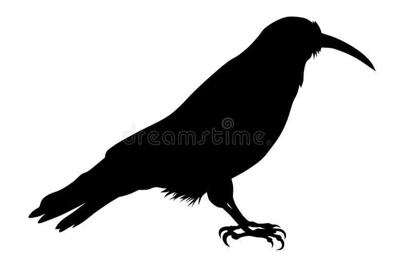 Chough stock vector. Illustration of silhouette, pyrrhocorax - 98647348