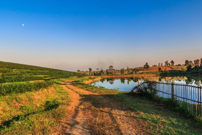 Choui Fong Tea farm stock photo. Image of hill, organic - 49256256