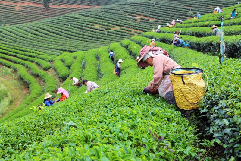 Choui Fong tea plantation editorial photography. Image of farm - 28364212