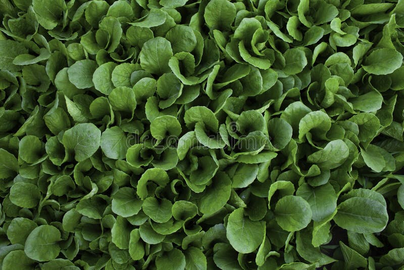 Choux image stock. Image du nourriture, légume, agriculture - 31123805