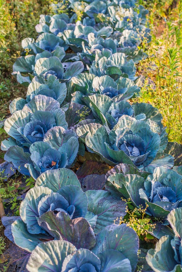 Choux Rouges Dans Le Terrain Image stock - Image du cultivé, croissance ...