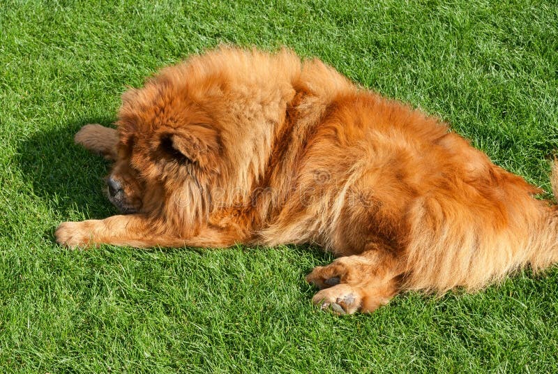 Chow-chow foto de archivo. Imagen de mirando, cara, adulto - 113546278