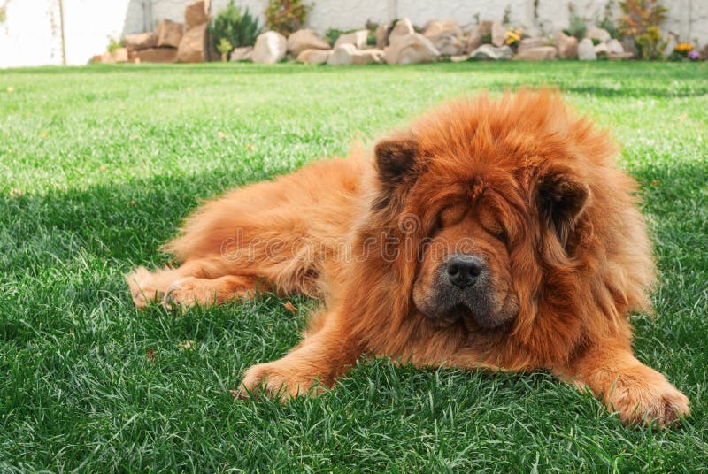 2,871 Chow Chow Rojo Fotos de stock - Fotos libres de regalías de ...