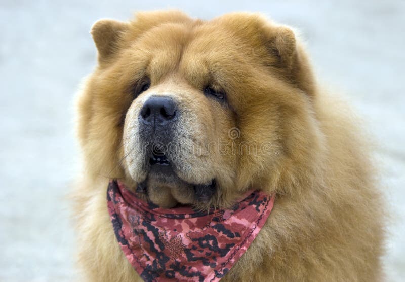 Chow-chow stock image. Image of muzzle, chow, breed, shaggy - 14428573