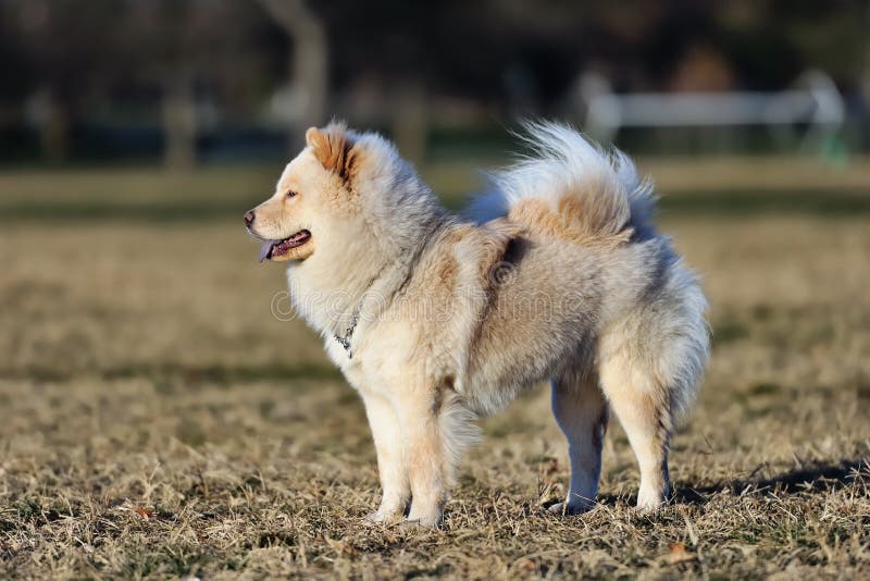 Chow Chow stock image. Image of animal, pets, chinese - 17376655