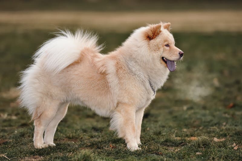 Chow chow stock photo. Image of pretty, adorable, rare - 17398954