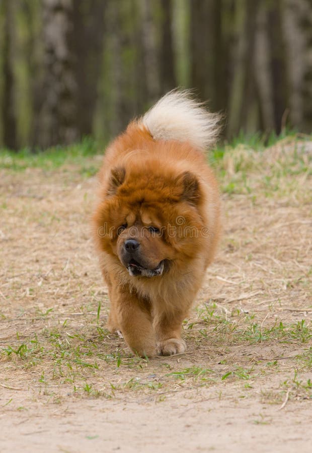 Chow-chow stock photo. Image of pets, canine, chow, forest - 19108182
